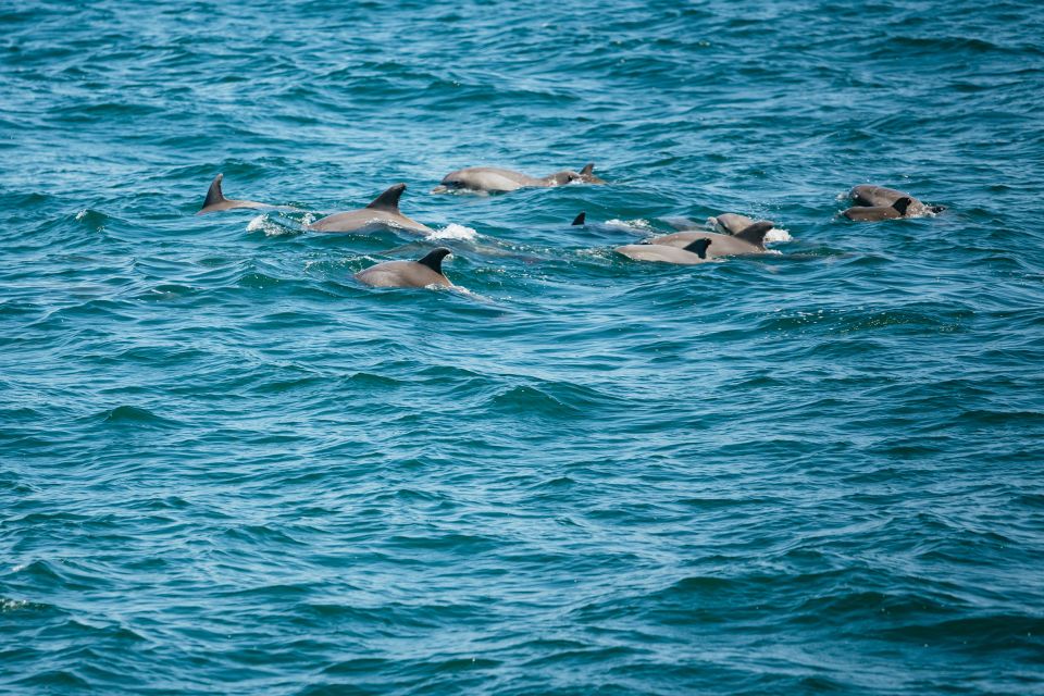 Cape May: Jersey Shore Whale and Dolphin Watching Cruise - Practical Tips for a Smooth Trip