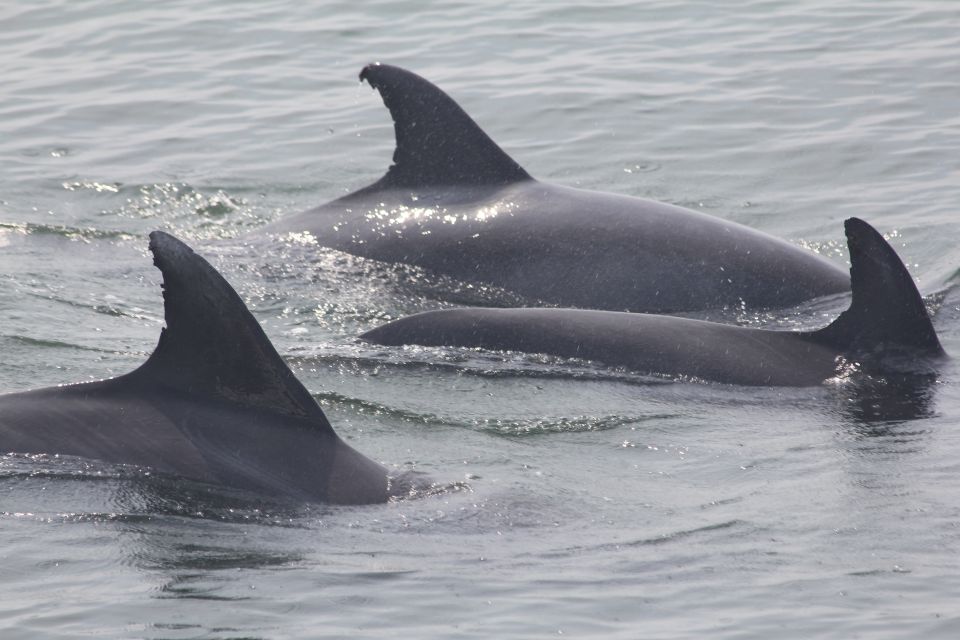 Cape May: Scenic Whale and Dolphin Watching Cruise - What to Expect from the Cape May Whale and Dolphin Watching Cruise