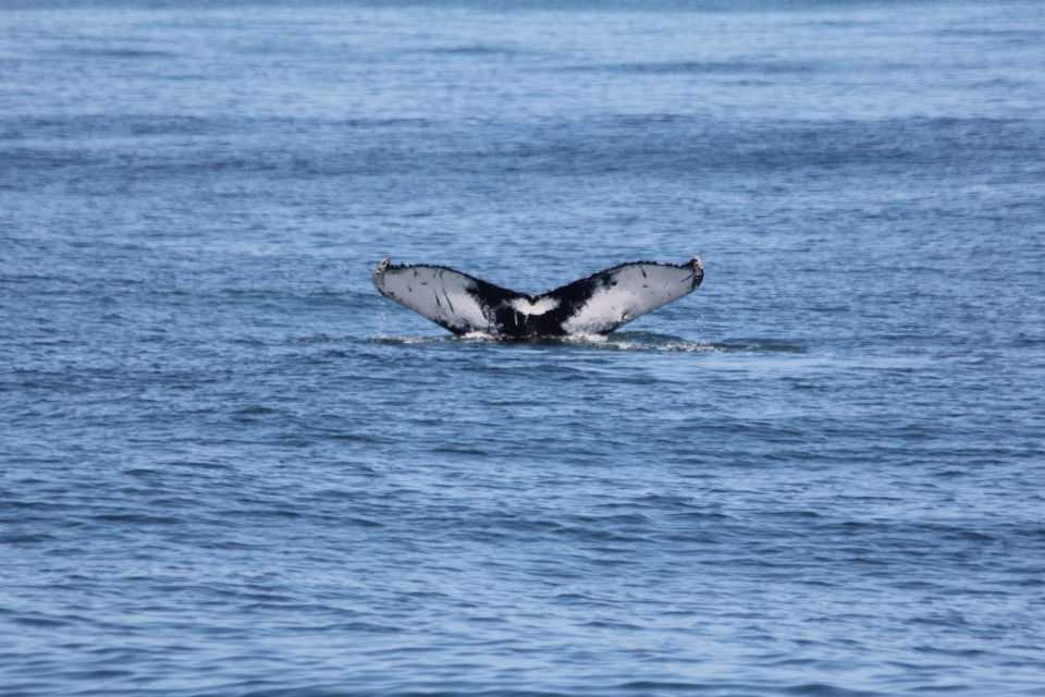 Cape May: Scenic Whale and Dolphin Watching Cruise - The Value of the Experience