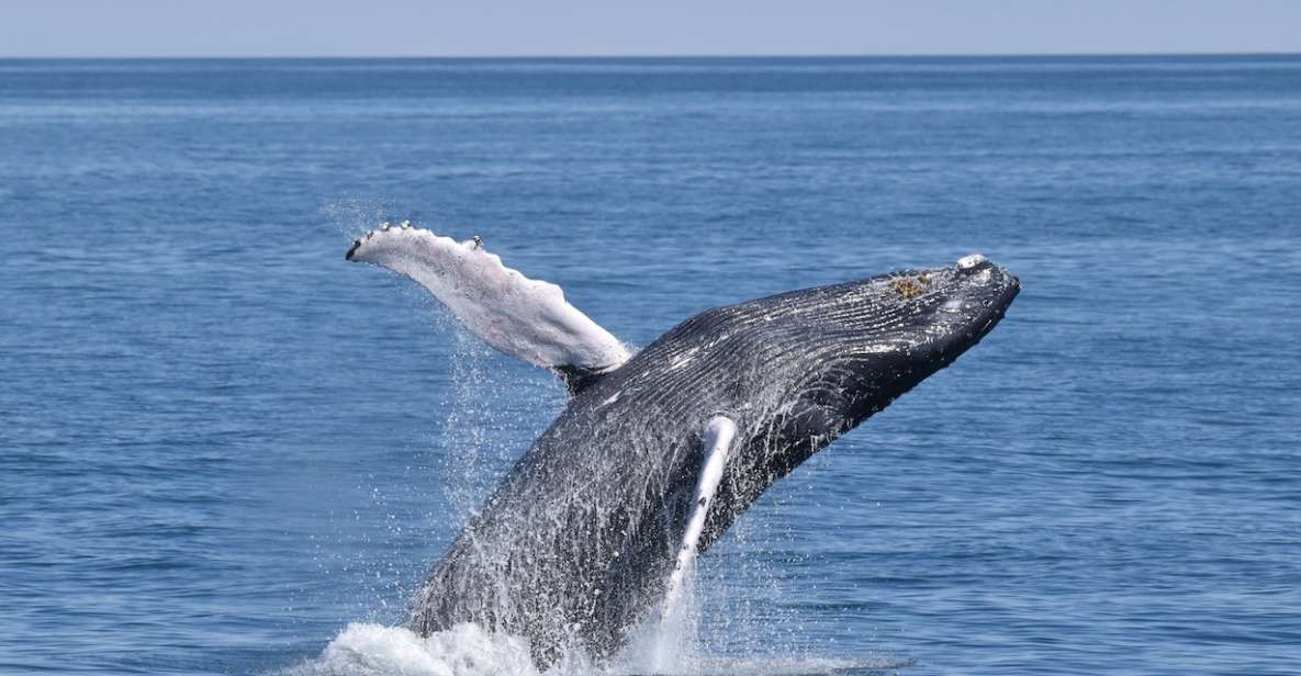 Cape May: Scenic Whale and Dolphin Watching Cruise - The Sum Up