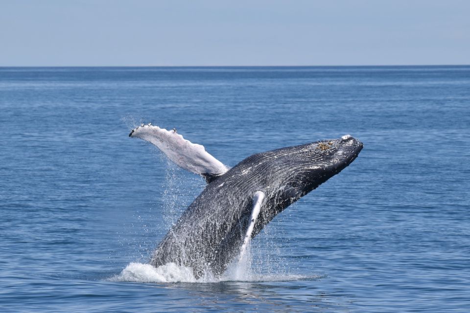 Cape May: Scenic Whale and Dolphin Watching Cruise - FAQ