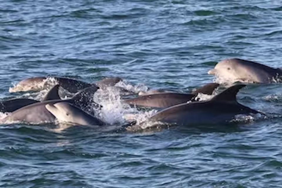 Cape May: Sunset Dolphin Cruise with Optional Wine Tastings - Why This Experience Offers Great Value