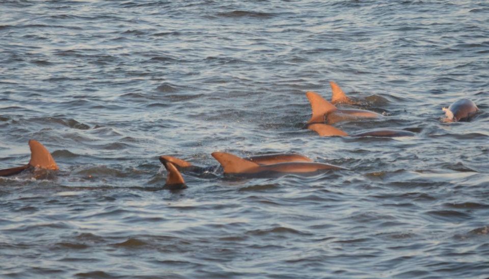 Cape May: Sunset Dolphin Cruise with Optional Wine Tastings - Who Will Love This Tour?