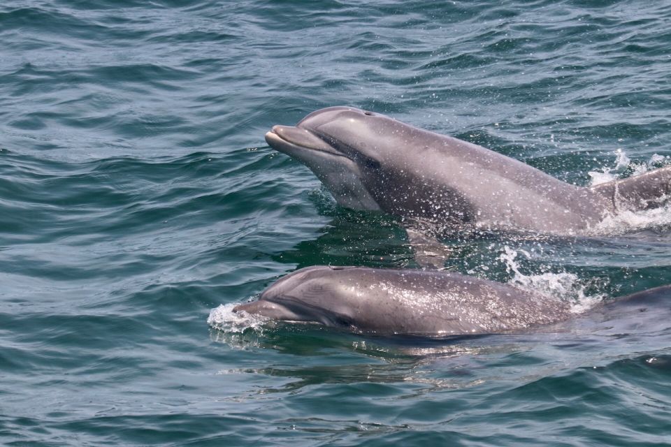 Cape May: Sunset Dolphin Watching Cruise with Food - Who Will Love This Tour?