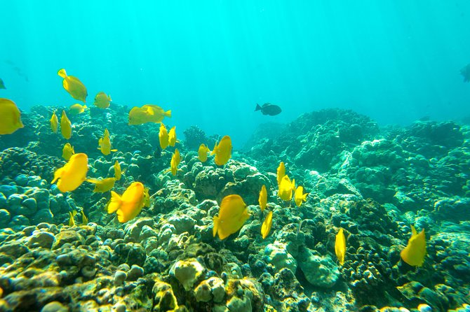 Captain Cook Snorkel On A Power Catamaran With Lunch - Lunch and Amenities