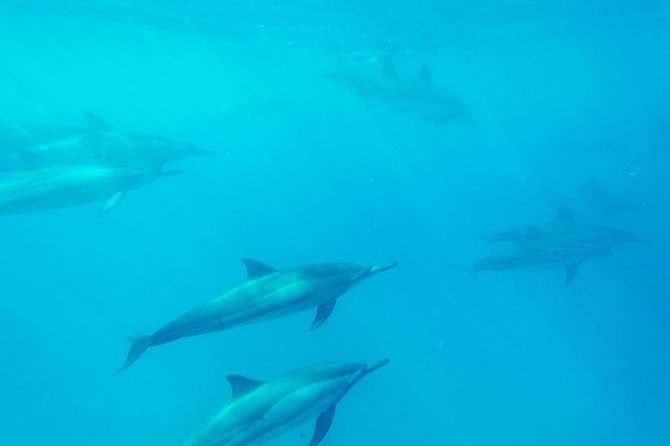 Captain Cook Snorkel On A Power Catamaran With Lunch - Return Journey