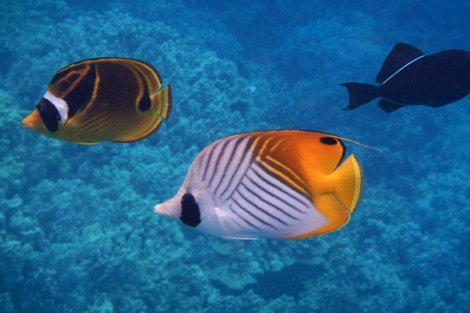 Captain Cook Snorkeling Cruise | Departs from Honokohau Harbor - The Itinerary Breakdown