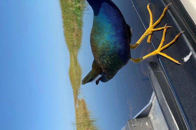Captain Willy Airboat - Key Points