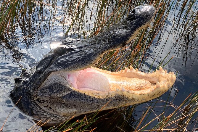 Captain Willy Airboat - An In-Depth Look at the Captain Willy Airboat Experience