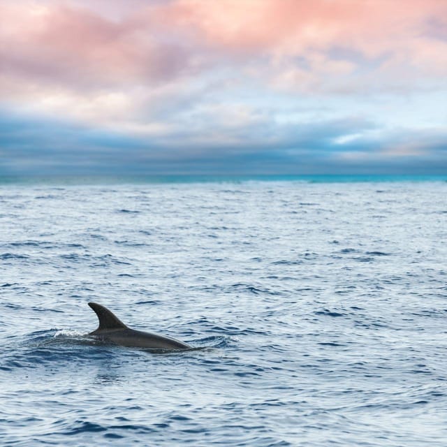 Captain's Choice: Dolphin Watch Sunset Sail - Key Points