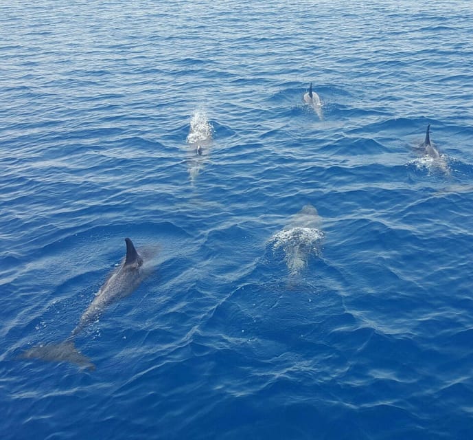 Captain's Choice: Dolphin Watch Sunset Sail - What to Expect on the Dolphin Watch Sunset Sail