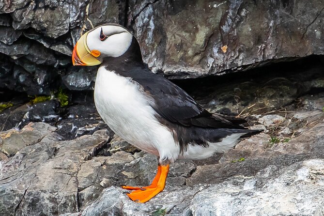 Captain's Choice Kenai Fjords National Park Tour from Seward - Authentic Experiences and Hidden Gems