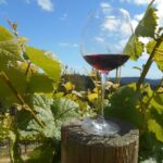 Carmel Valley Wine Tasting Tour - The Experience and Its Unique Touches