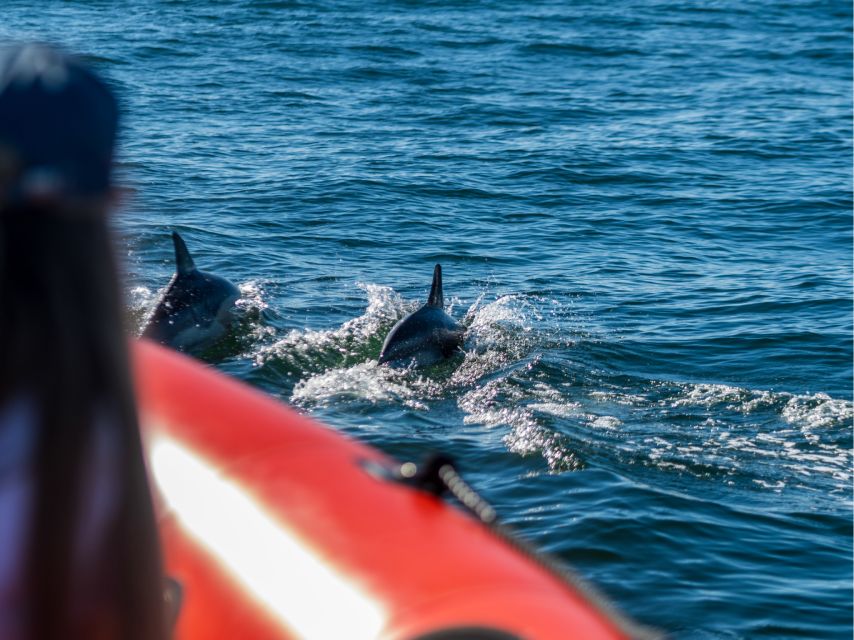 Cascais: Dolphin Watching Tour - Detailed Breakdown of the Itinerary