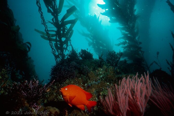 Catalina Island All Inclusive Sightseeing Tour From Orange County - Who Is This Tour Best For?