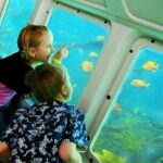 Catalina Island Day Trip from LAX area hotels with Undersea Adventure - Transportation and Timing: A Closer Look