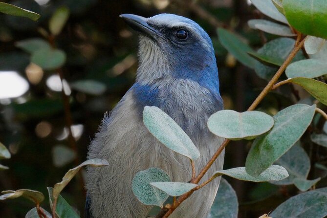 Central Florida Half-Day Private Birding Activity - 2 person max - What Makes This Birding Tour Stand Out