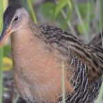 Central Florida Half-Day Private Birding Activity - 2 person max - The Sum Up