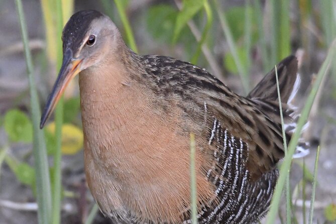 Central Florida Half-Day Private Birding Activity - 2 person max - The Sum Up