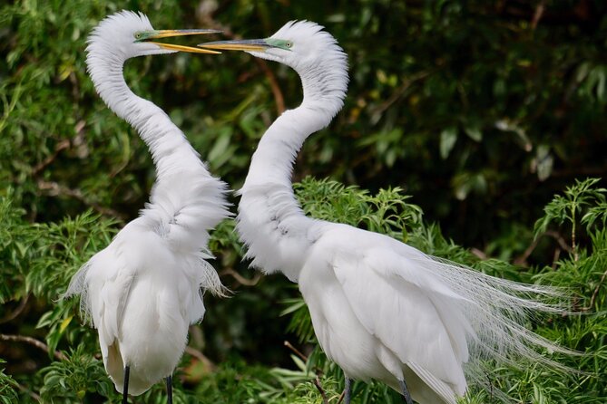 Central Florida Half-Day Private Birding Activity - 2 person max - FAQ