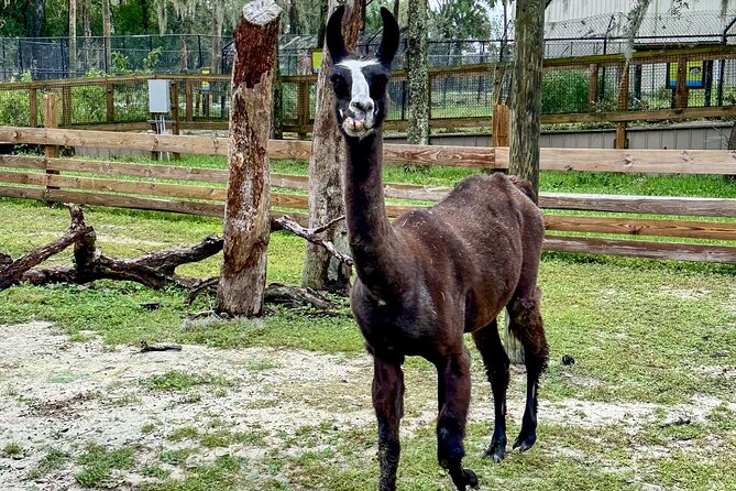 Central Florida Zoo and Botanical Gardens Ticket - Final Thoughts: Is It Worth It?