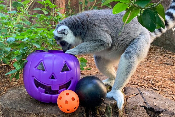 Central Florida Zoo and Botanical Gardens Ticket - FAQs