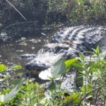 CENTRAL FLORIDAS BEST PRICED eco-friendly airboat rides - FAQ