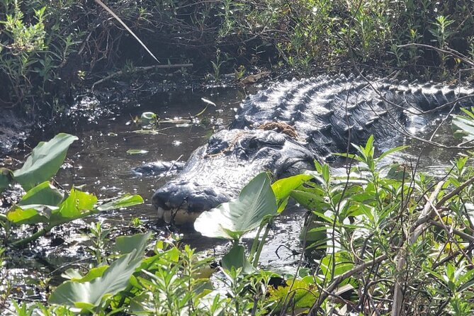 CENTRAL FLORIDAS BEST PRICED eco-friendly airboat rides - FAQ