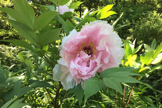 Central Park Guided Walking Tour - Authenticity and Reviewer Insights