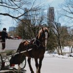 Central Park New York - Exclusive Guided Walking Tour - What Makes the Guides Stand Out?