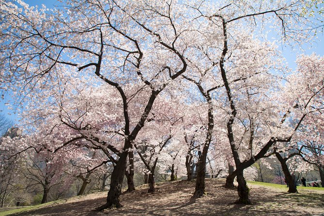 Central Park Photography Tour with Local Photographer - Practical Details and What to Expect
