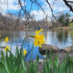 Central Park Secrets And Highlights - Practical Details & Tips