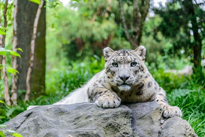 Central Park Zoo Admission Ticket with 4D Theater Access - What You Can Expect When Visiting