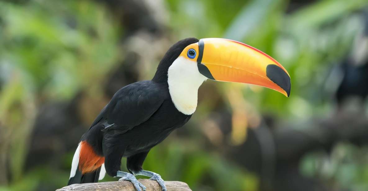 Central Park Zoo Skip-the-line Tickets & Private Transfers - Discover the Central Park Zoo with Skip-the-line Tickets & Private Transfers