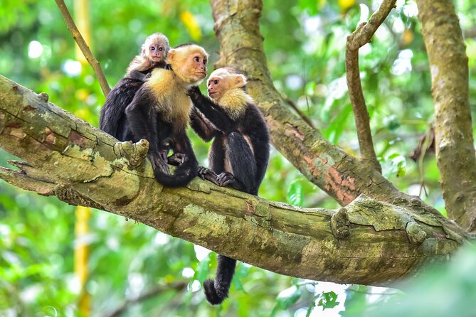 Central Park Zoo Skip-the-line Tickets & Private Transfers - What Makes This Tour Stand Out?