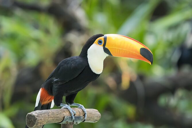 Central Park Zoo Skip-the-line Tickets & Private Transfers - The Sum Up