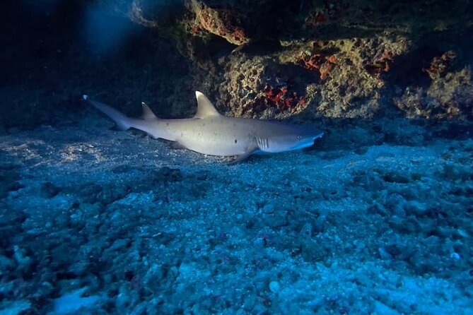 Certified Diver: 2-Tank Night Dive - An Introduction to the Oahu Night Diving Experience