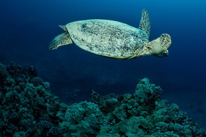 Certified Diver: 2-Tank Night Dive - What’s Included and What’s Not