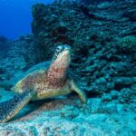 Certified Diver: 2-Tank Shallow Reef Dives off Oahu - The Value of the Tour