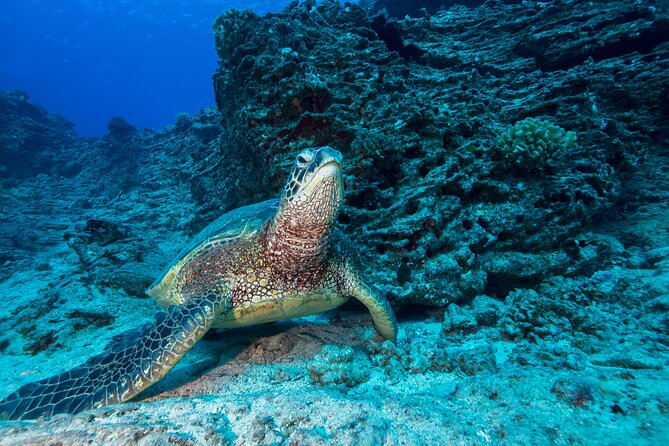 Certified Diver: 2-Tank Shallow Reef Dives off Oahu - The Value of the Tour