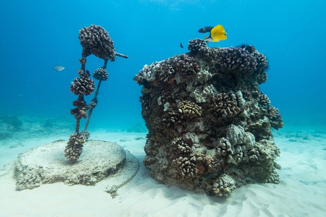 Certified Diver: 2-Tank Shallow Reef Dives off Oahu - Final Thoughts