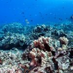 Certified Scuba Diving Experience in Honolulu - Frequently Asked Questions