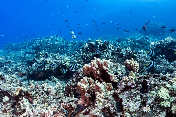 Certified Scuba Diving Experience in Honolulu - Frequently Asked Questions