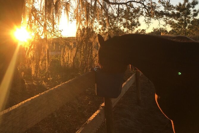 Champagne and Charcuterie Sunset Trail Ride - Authentic Experiences & Review Insights