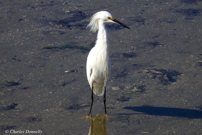 Charleston Bird Watching Tour - The Itinerary in Detail: What to Expect