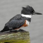 Charleston Bird Watching Tour - What Do Guests Say?