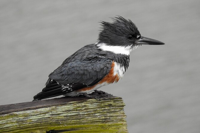Charleston Bird Watching Tour - What Do Guests Say?