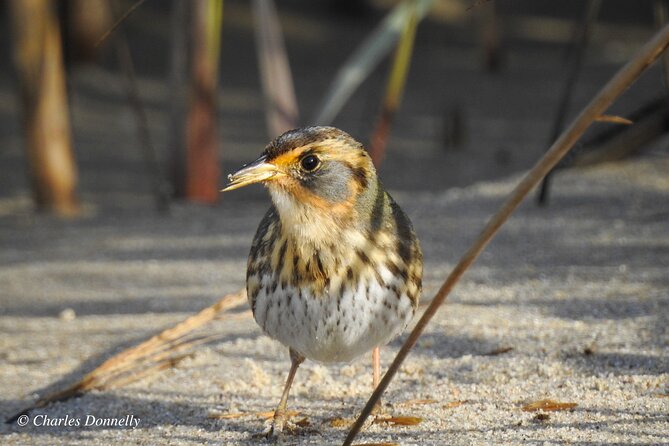 Charleston Bird Watching Tour - Practical Tips for Your Bird Watching Adventure