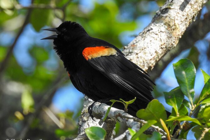 Charleston Bird Watching Tour - Who Is This Tour Best For?