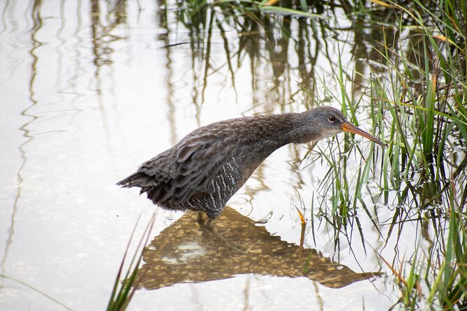 Charleston Bird Watching Tour - The Sum Up